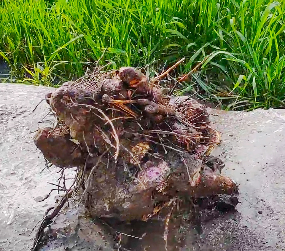 Tedu, All about Tedu roots vegetable & harvesting