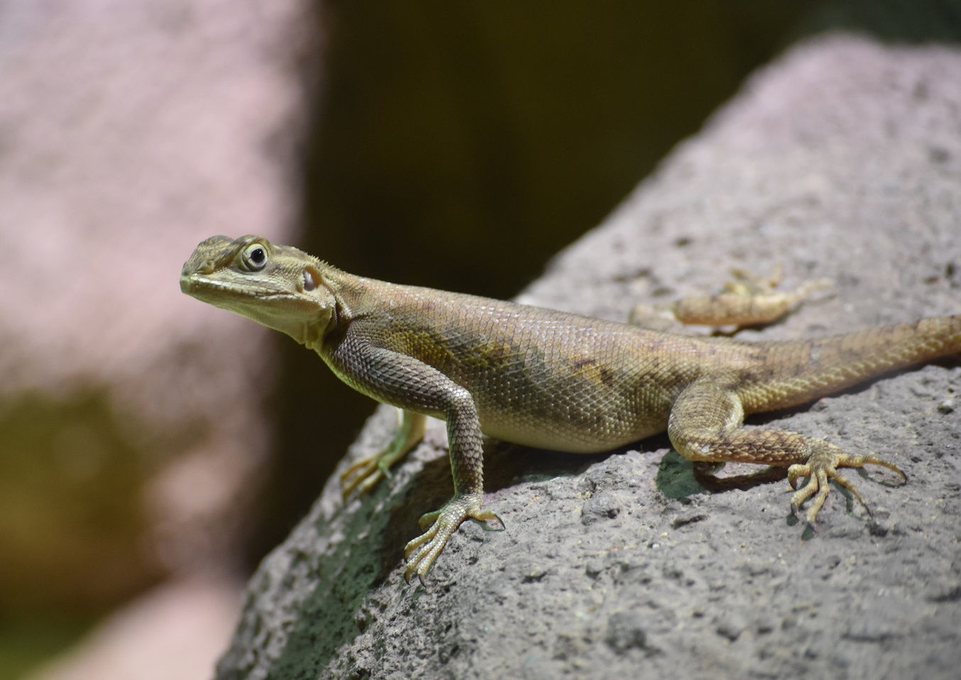 ZOOTOGRAFIANDO (6.100 ANIMALS): AGAMA ARCOÍRIS DEL ESTE / WEST AFRICAN ...