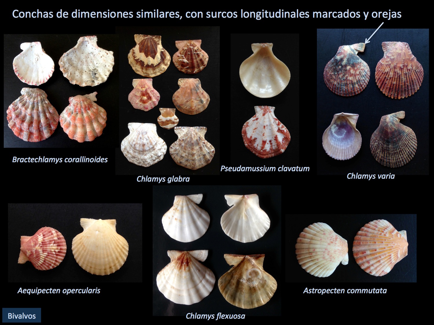 Acta Naturalis Scientia: Bivalvos