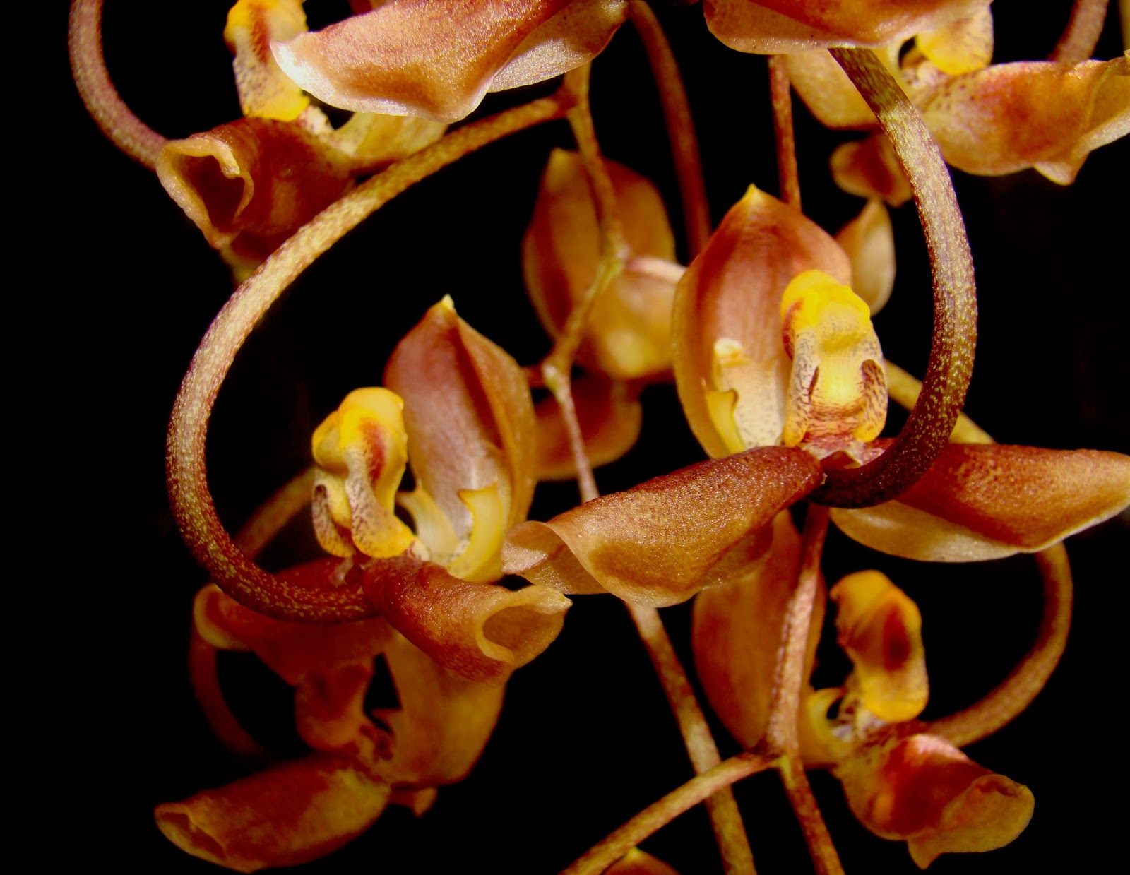 Gongora galeata care and culture | Travaldo's blog