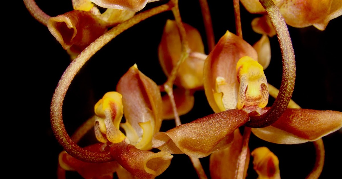 Gongora galeata care and culture | Travaldo's blog