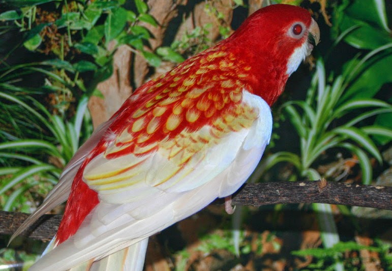 Rubino Rosella Breeding