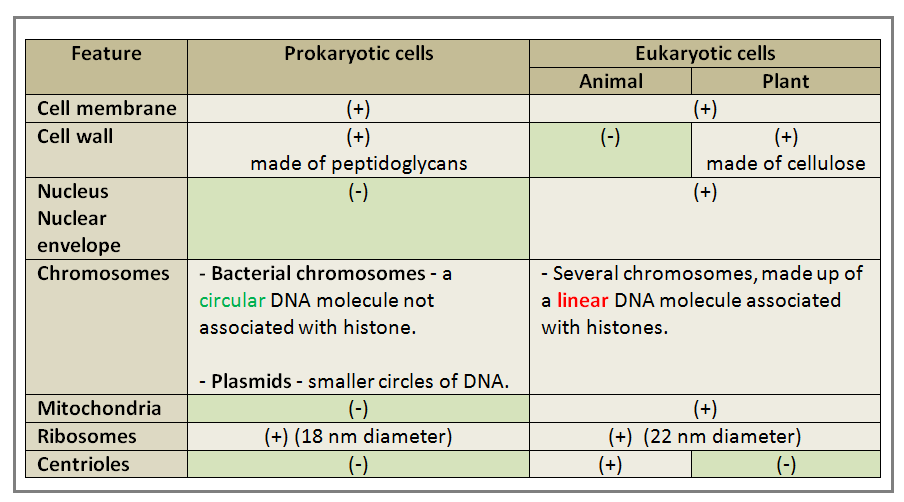 #5. Plan diagrams of tissue and organ, prokaryotic and eukariotic cells ...