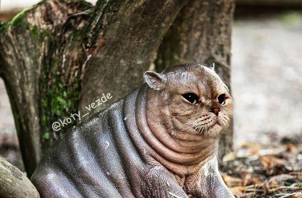 Linda Mooney's Other Worlds of Romance: Cat Morphs by Koty Vezde