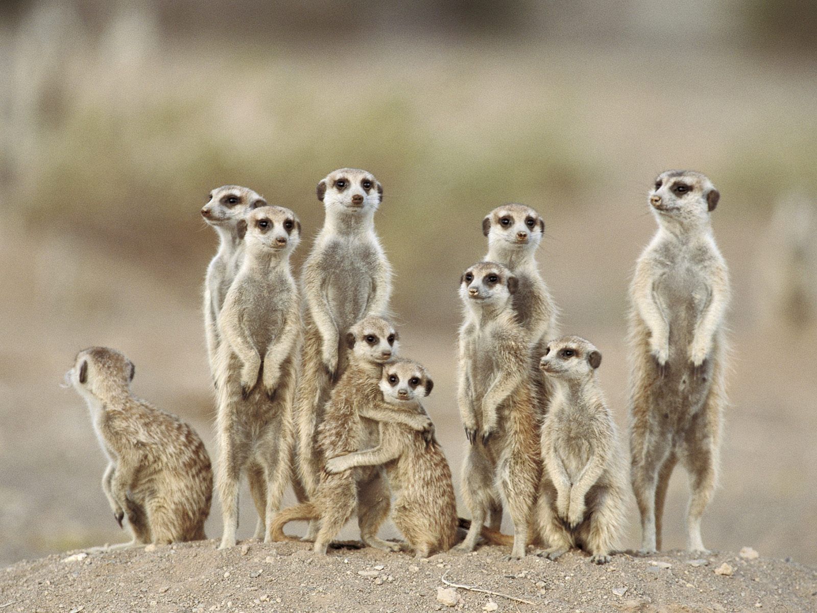 Meerkats Wallpapers | Fun Animals Wiki, Videos, Pictures, Stories
