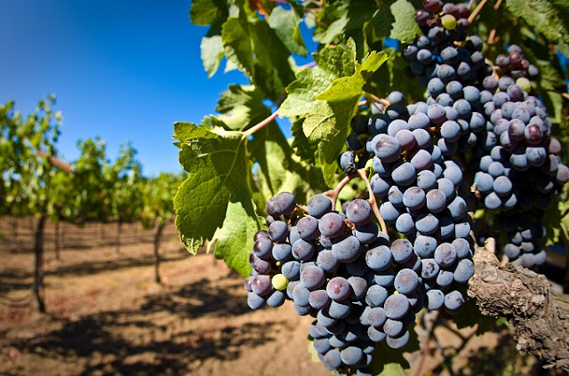 Archaeologists May Have Discovered Evidence of Naboth’s Vineyard - The ...