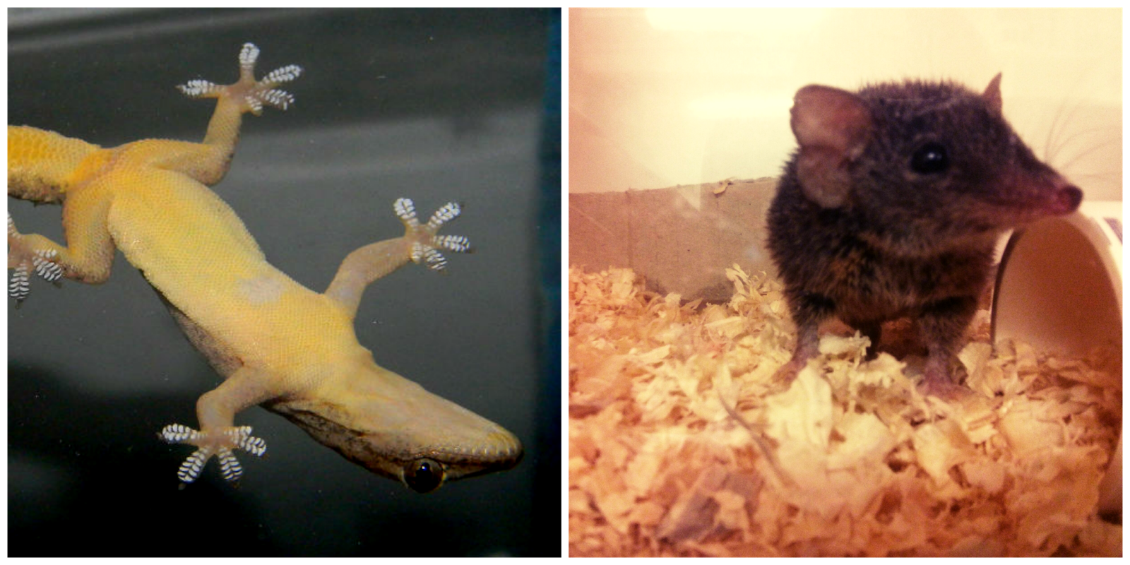 The Adventures of the Integrative Ecologist: How to: avoid tiny zippy ...