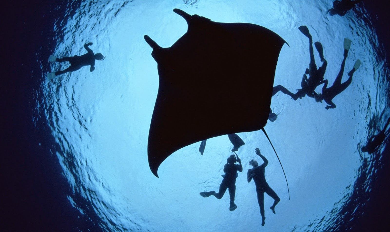 Synapse Science Magazine: It’s Worse in the Water