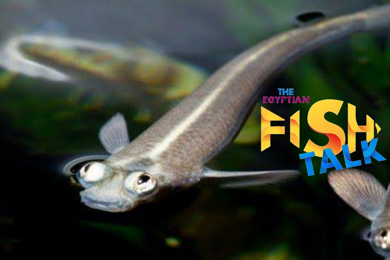 الاسماك الولودة | العناية بالاسماك الولودة وتفريخها ومعلومات ستعرفها ...