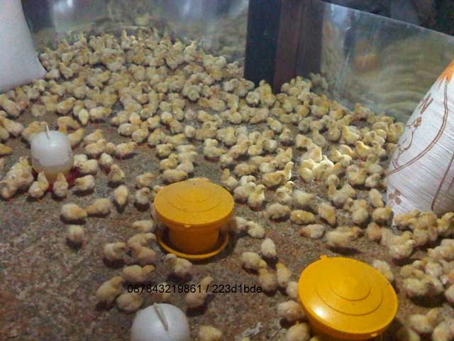 DOC Pejantan Cp 707 Lohman | DOC BROILER