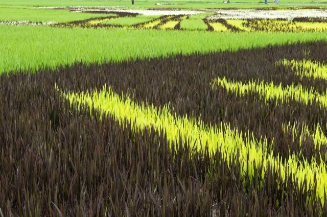Stunning Rice Field Art：emBroider88
