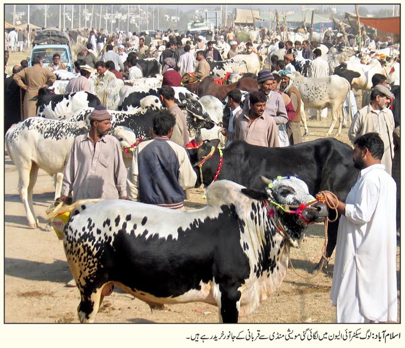 Bakra Mandi , Bakra Eid Pakistan