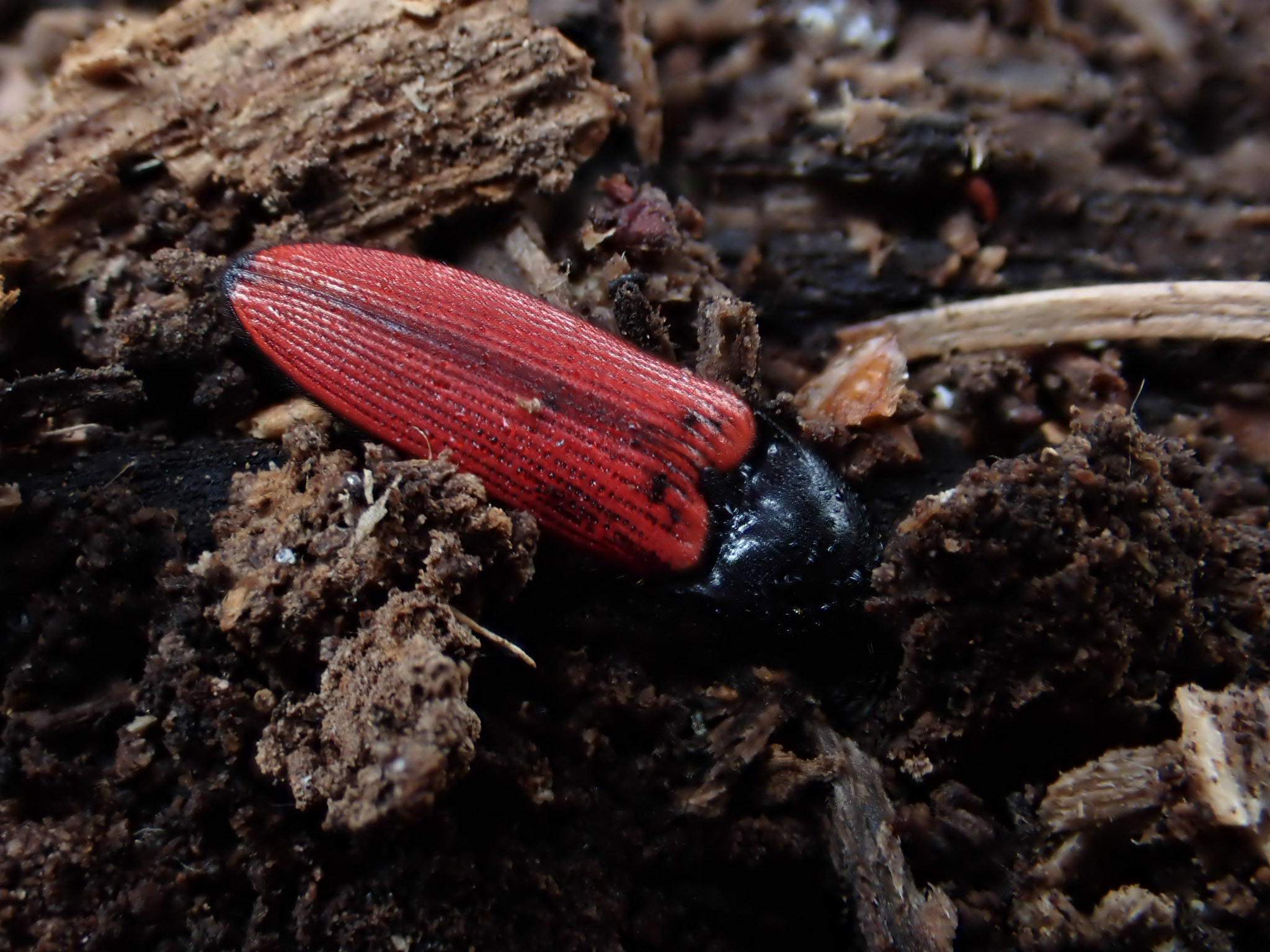 The Fifth Beetle: Skins and slime