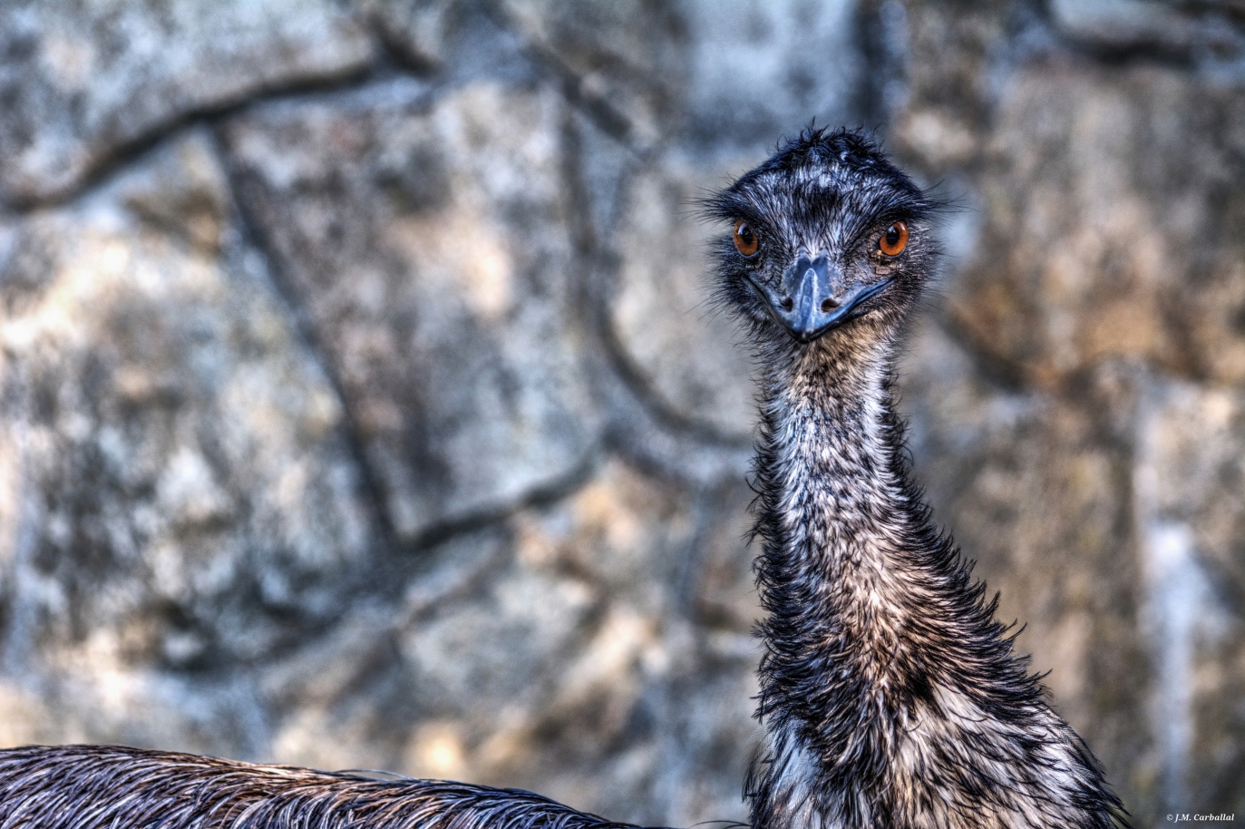 El Blog de Isa y Juan: El emú