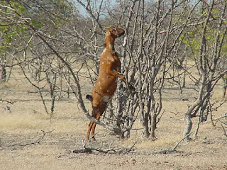 Caatinga: Conhecer para preservar : Fauna da Caatinga