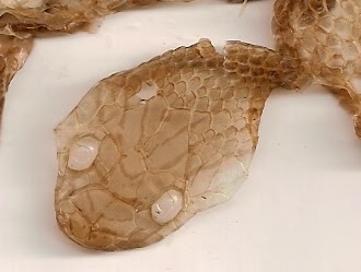 Life is short, but snakes are long: How snakes see through closed eyes