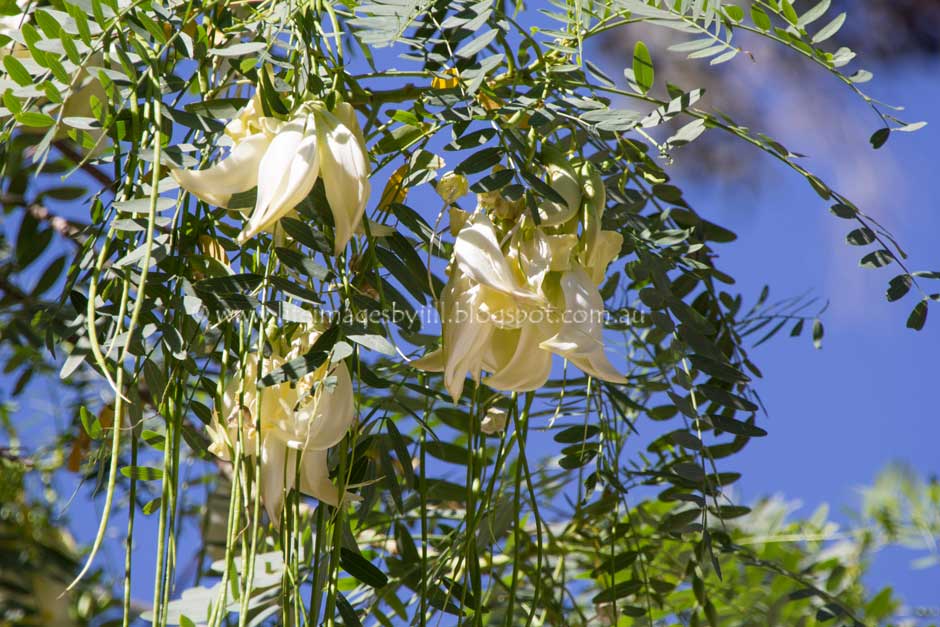 Life Images by Jill: The White Dragon Tree of Northern Australia ...