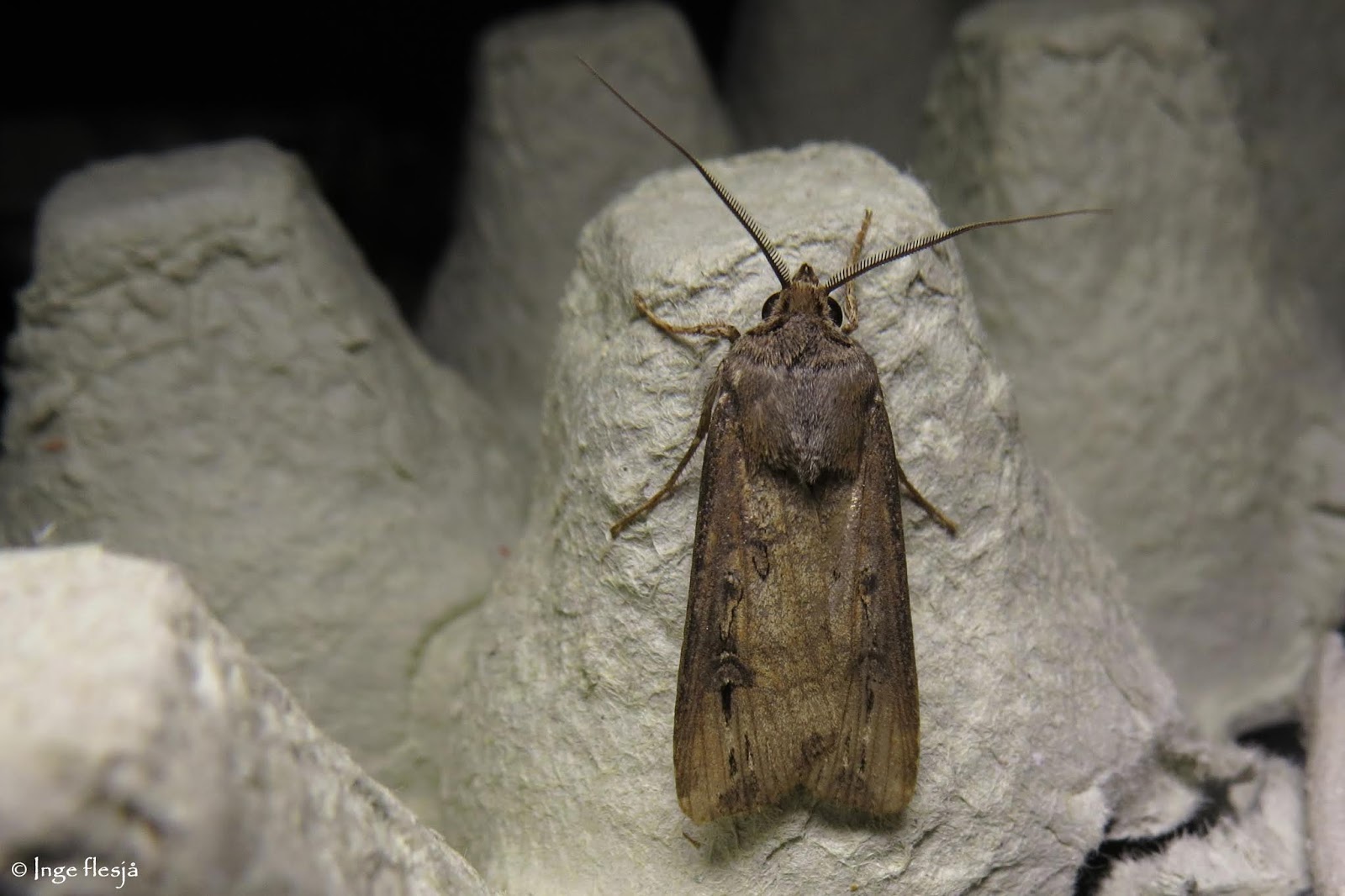 NaturFotoz: LepiLED - Spangereid, Lindesnes 13. mai 2018