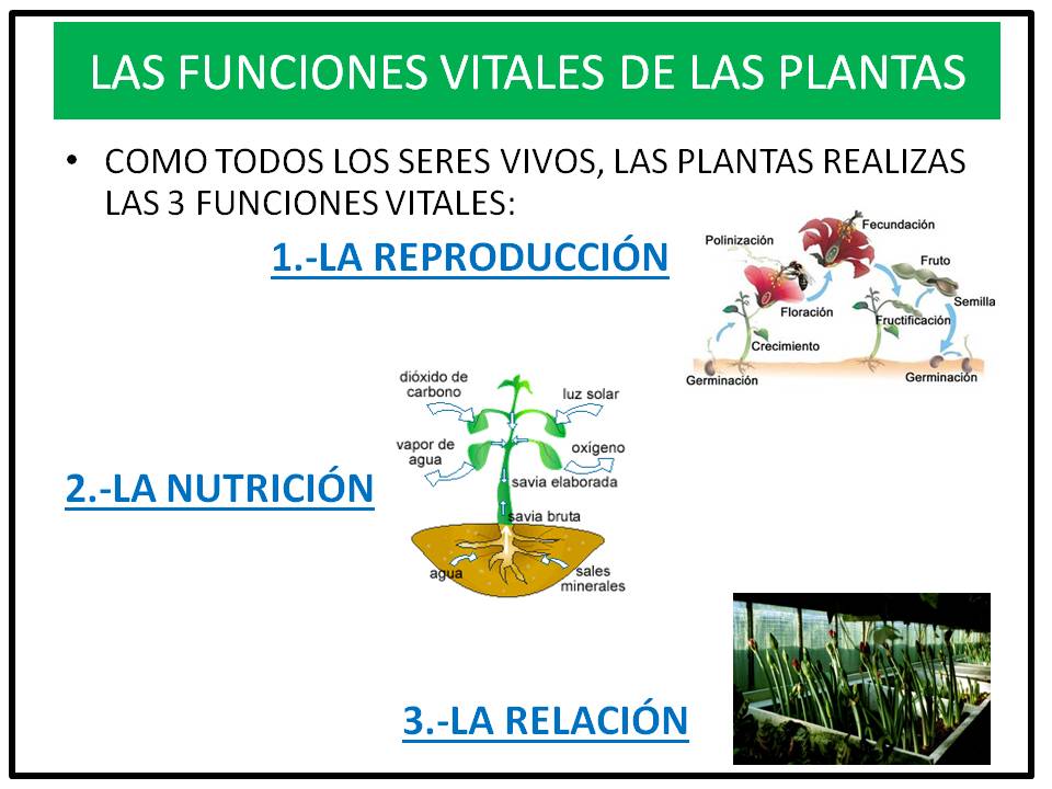 Aula Virtual Tercer grado: CIENCIAS NATURALES (El reino vegetal)
