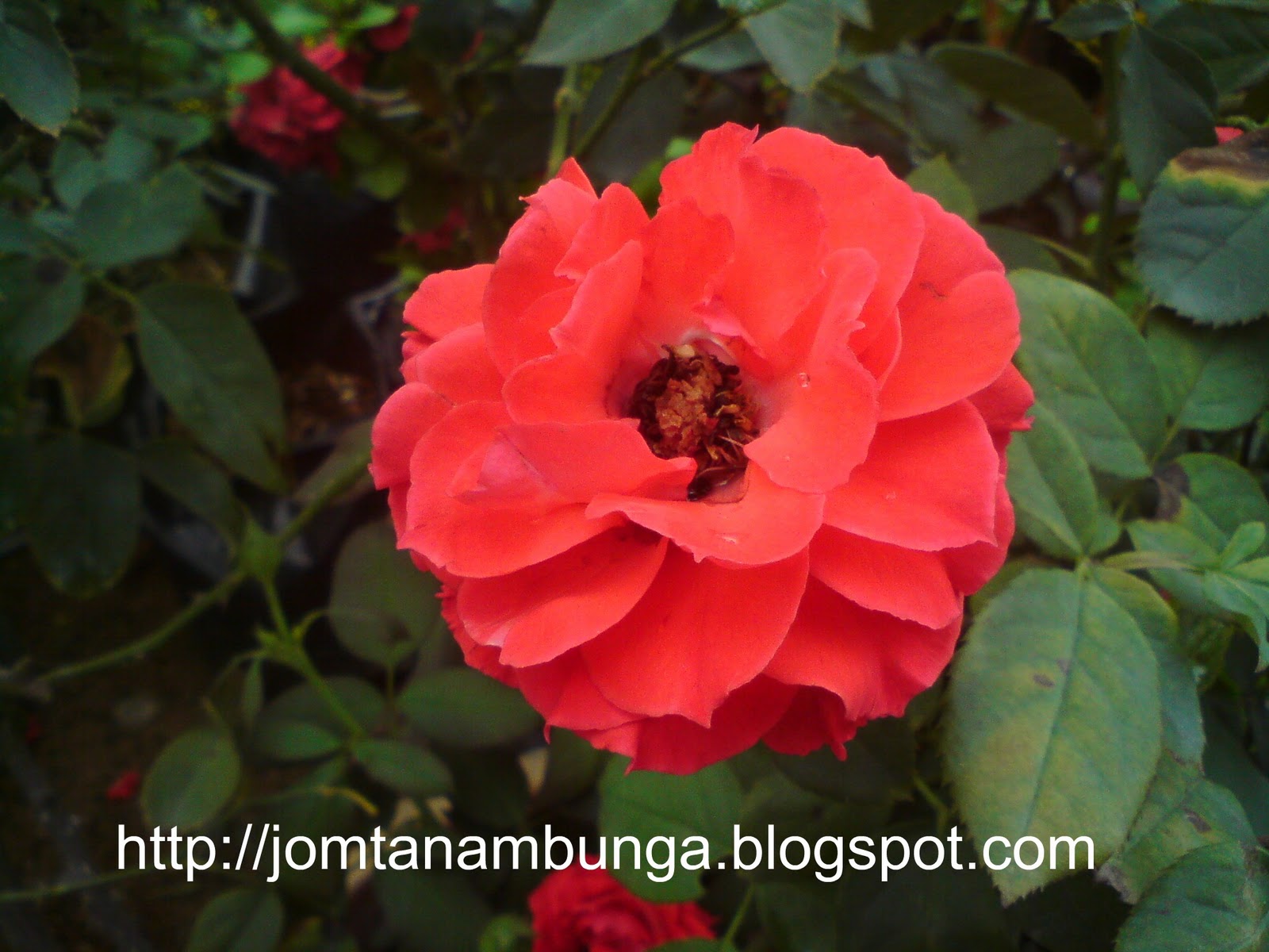 Jom Tanam Bunga: Bunga Ros Si Bunga Popular