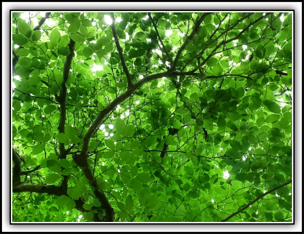 Gobha-Uisge ri Plubraich: Dooyeweerd: 'This tree in front of my house ...