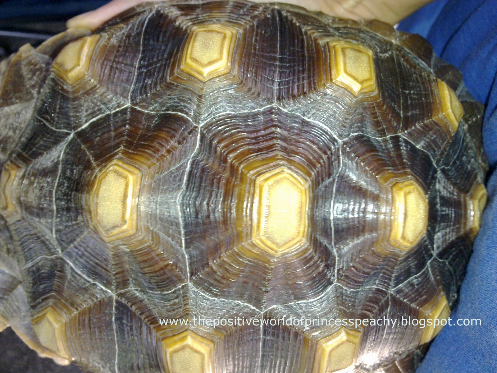 The Positive World Of Princess Peachy, The Happy Sulcata Tortoise ...