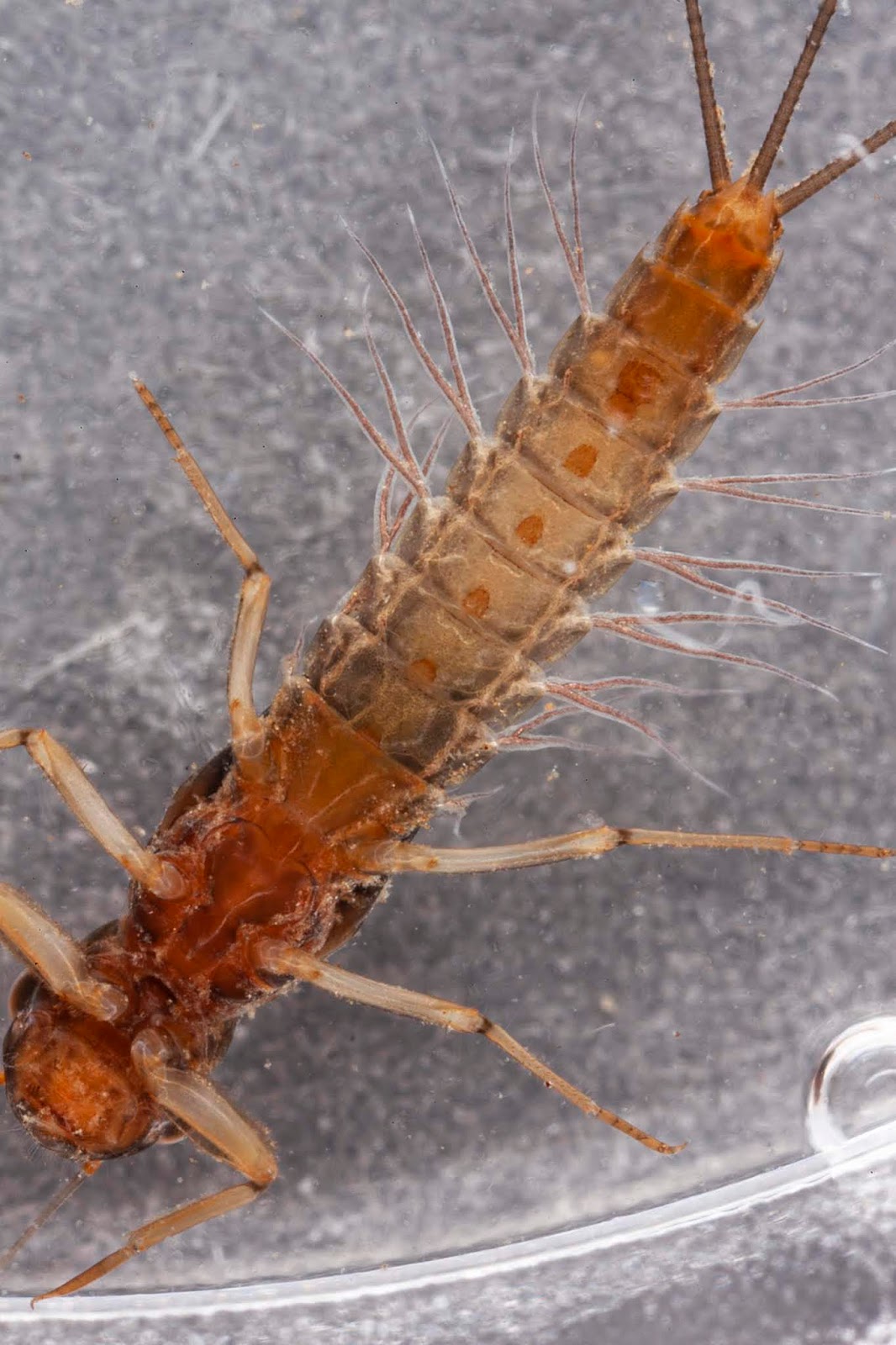 Aquatic Insects of Central Virginia