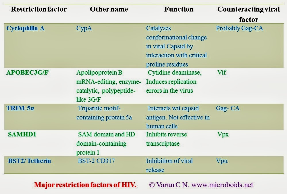 HIV restriction factor- Mx2