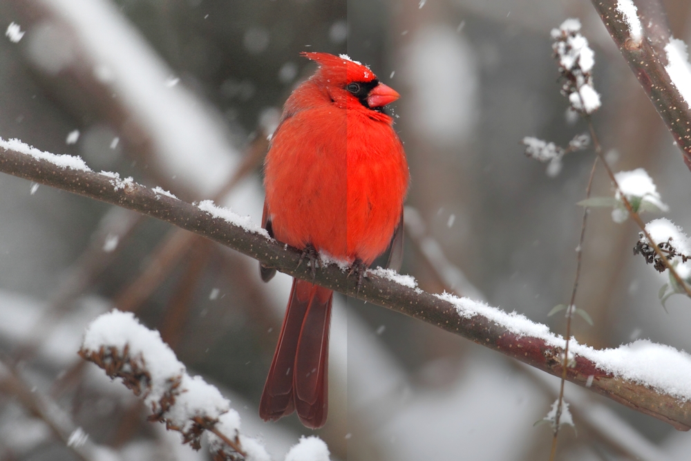 Steve Byland Nature Photography