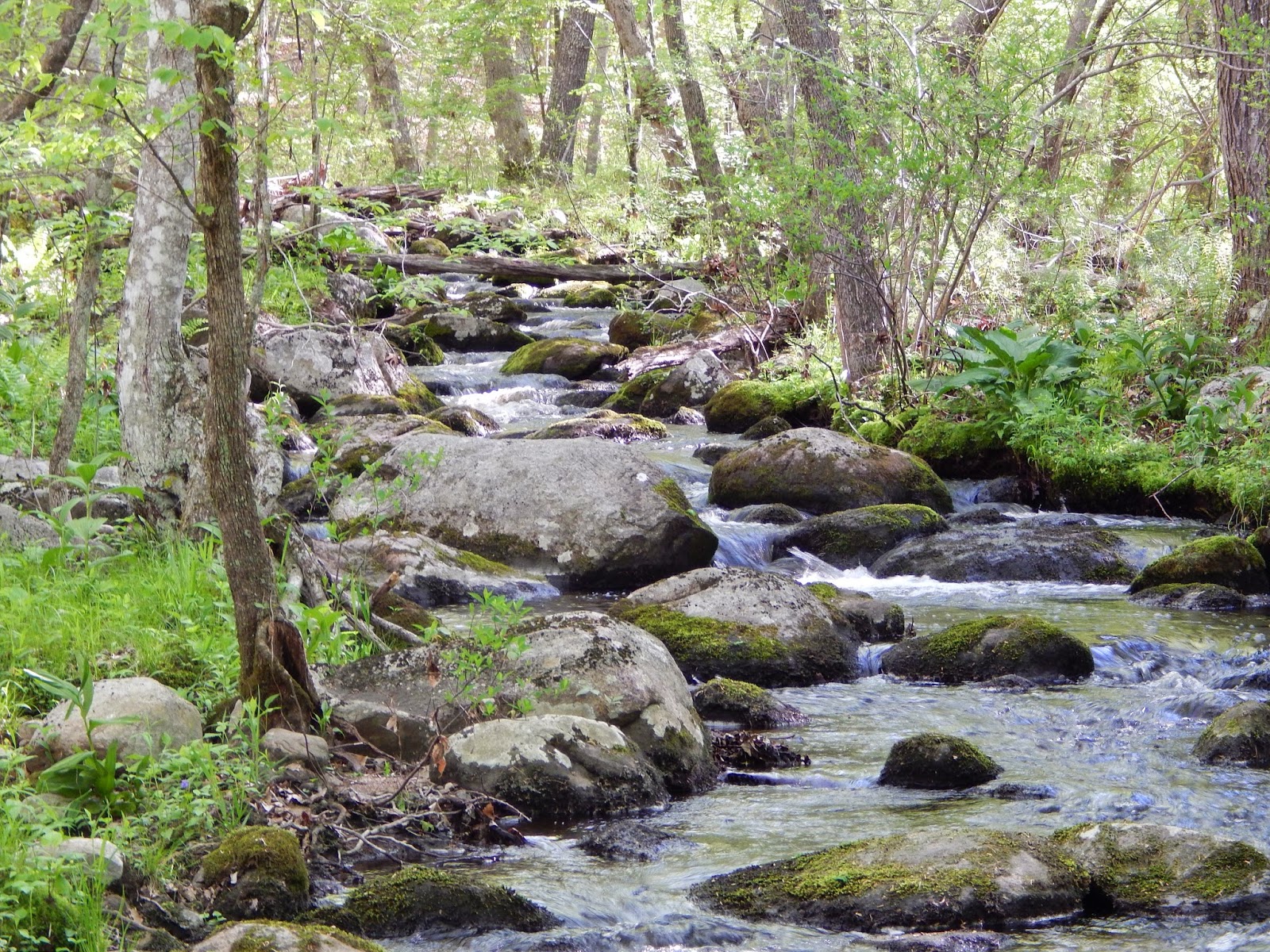 Small Stream Reflections: "Brook Trout Forest"....all's well.