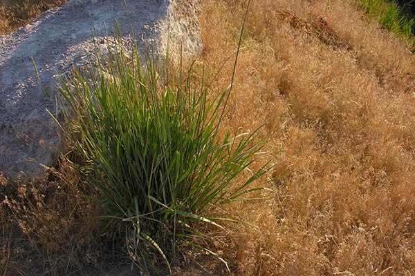 Cheatgrass