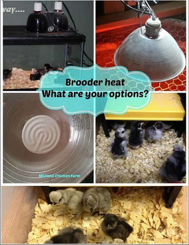 Heating a brooder: What are your options? - Murano Chicken Farm
