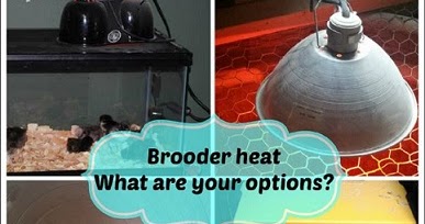Heating a brooder: What are your options? - Murano Chicken Farm