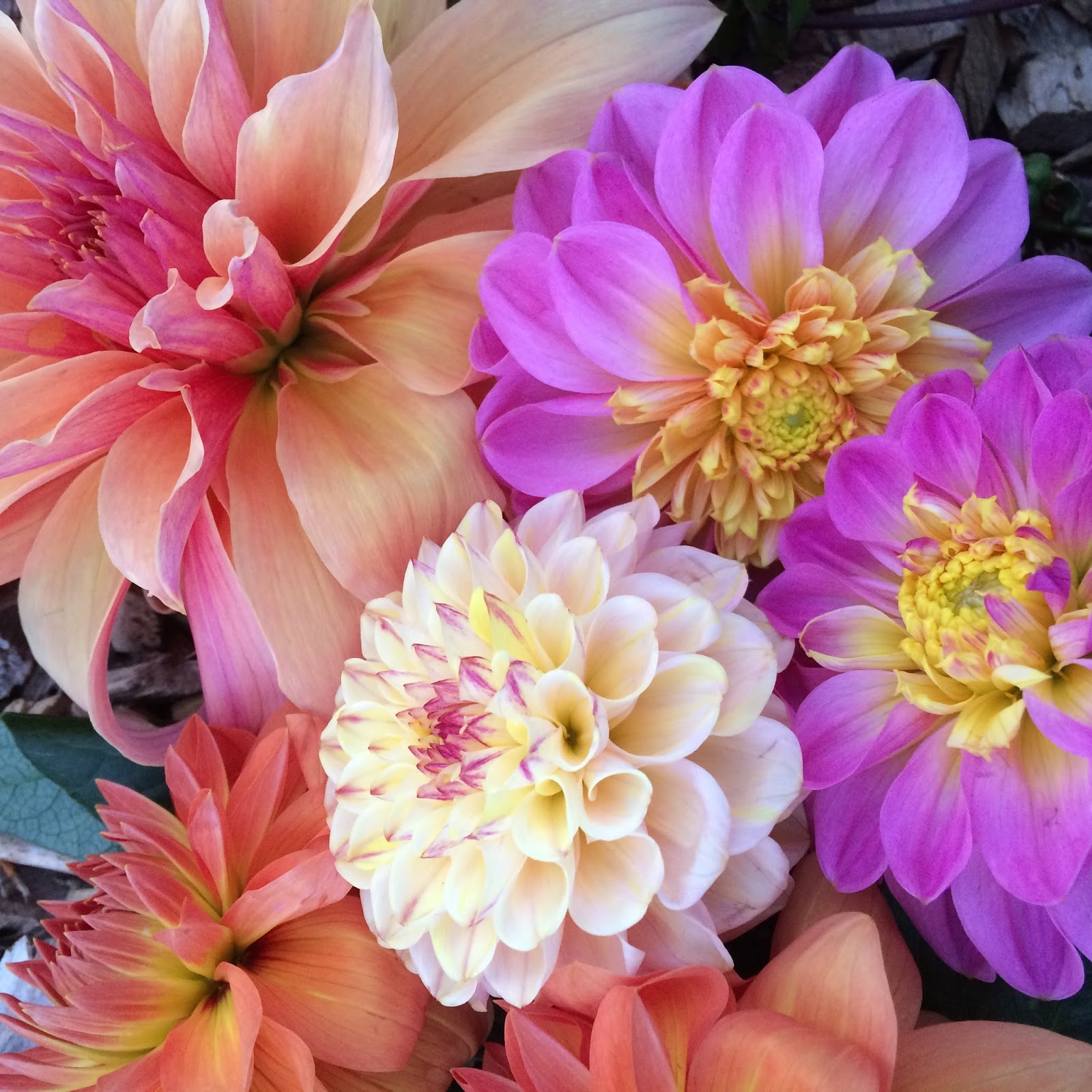 Fru Pedersens have: Smukke og eventyrlige georginer i oktober.