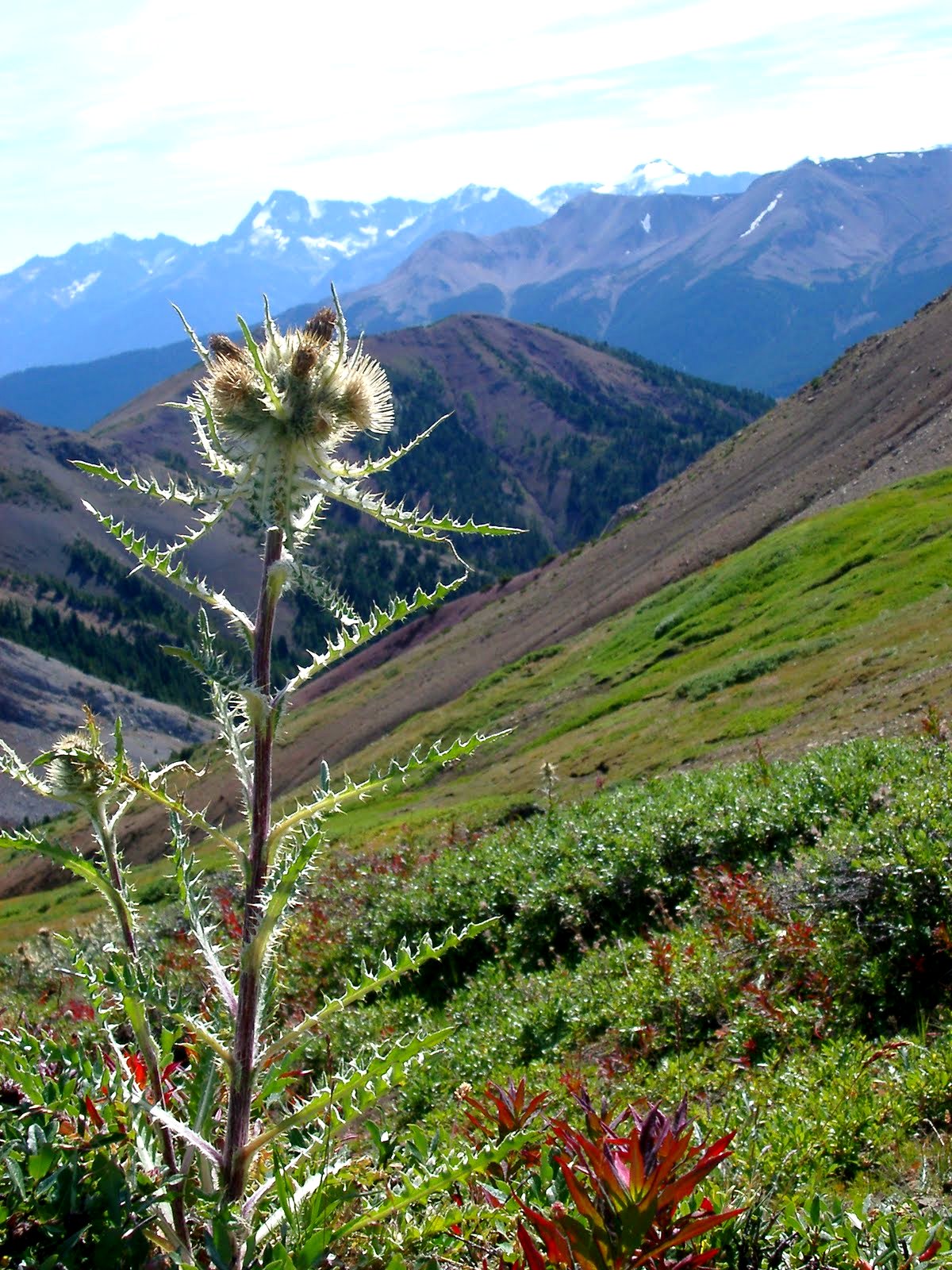 FOSSIL HUNTRESS: SOUTH CHILCOTIN MOUNTAINS PROVINCIAL PARK
