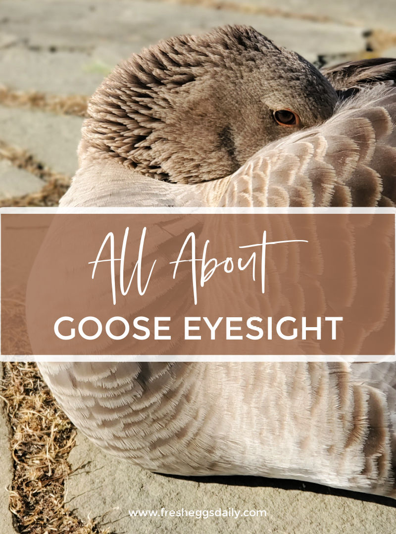 All About Goose Eyesight - Fresh Eggs Daily® with Lisa Steele