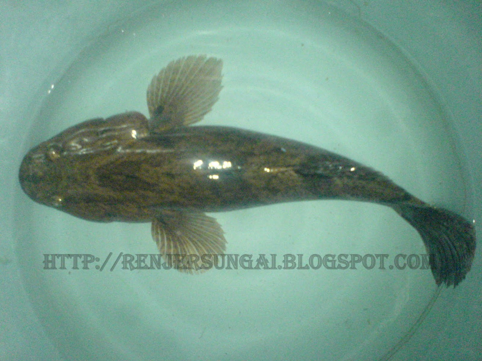 Renjer Sungai: INFO TENTANG IKAN KETUTU/IKAN UBI