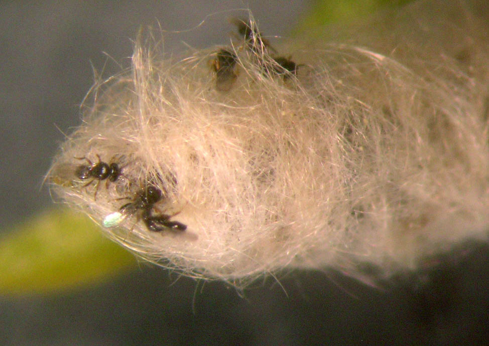 Insects of Kerala: April 2011