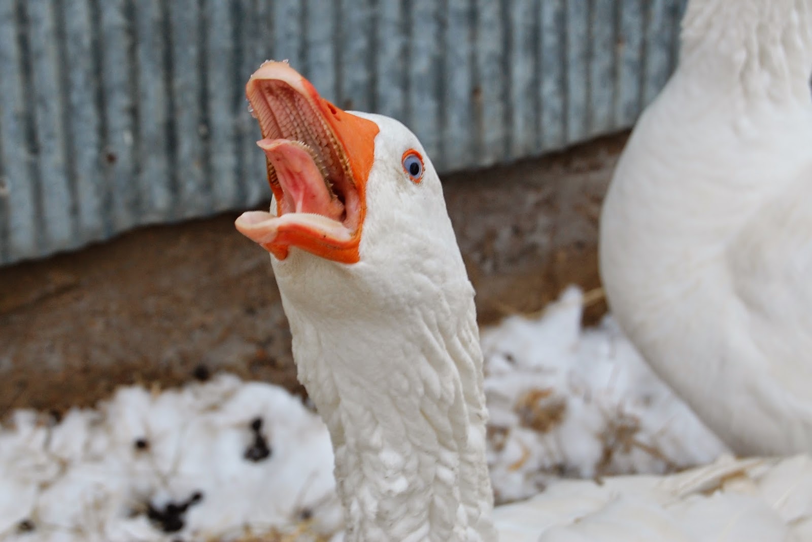 Why Do Geese Hiss At Me at Zane Bussell blog