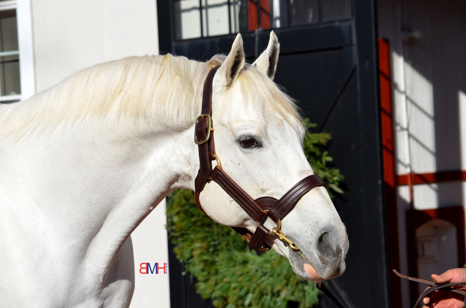Keeping It In the Family: Tapit Reigns in Belmont Entries