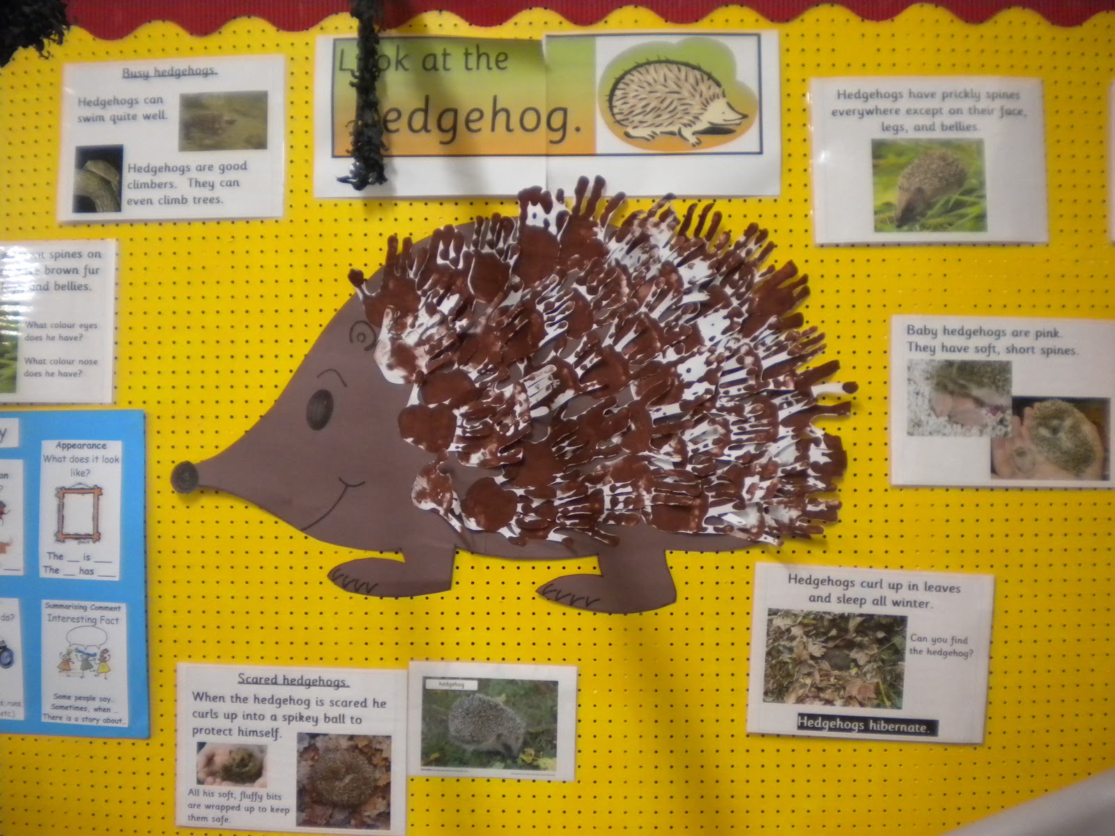 Junior and Senior Infants Blog: Learning About the Hedgehog
