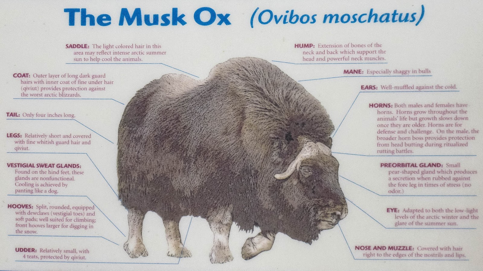 Cannundrums: Musk Ox