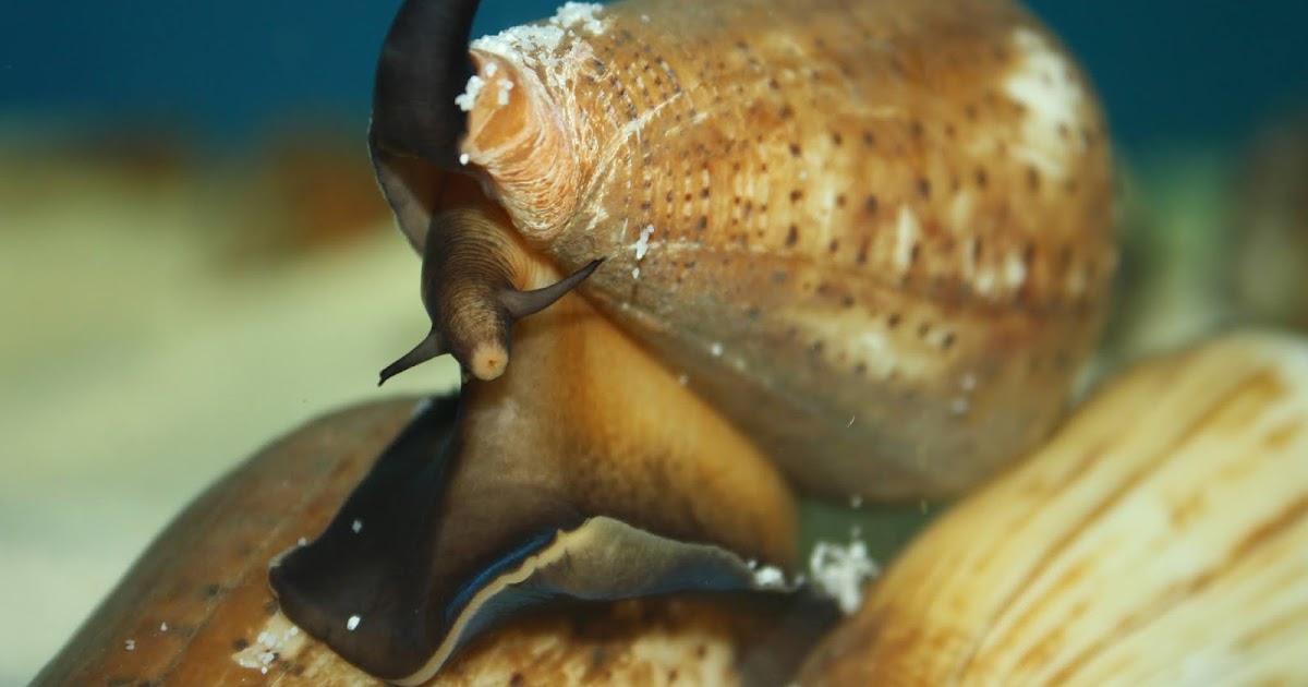 Variety of Life: Conus