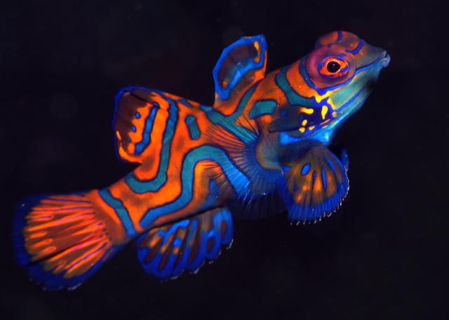 Redefining the Face Of Beauty : WORLD'S MOST EXOTIC BEAUTIFUL FISH!