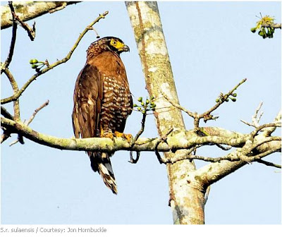 Mengenal Elang-Ular Sulawesi | Burung Gue