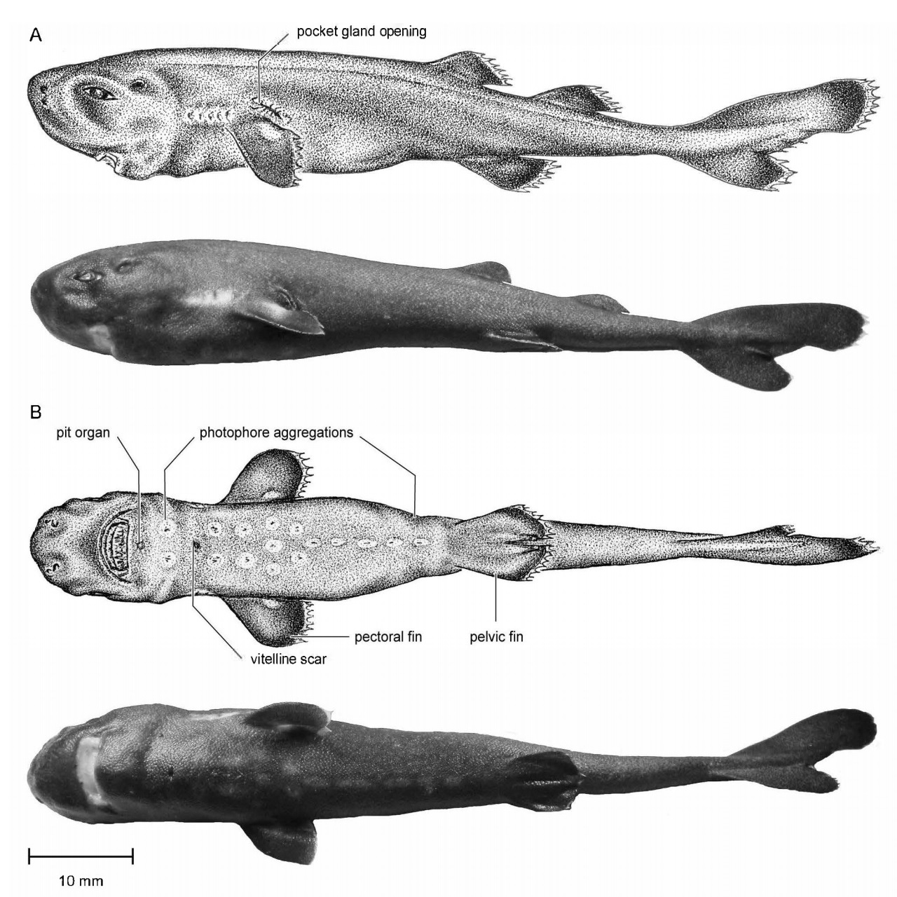 Species New to Science: [Ichthyology • 2019] Mollisquama ...