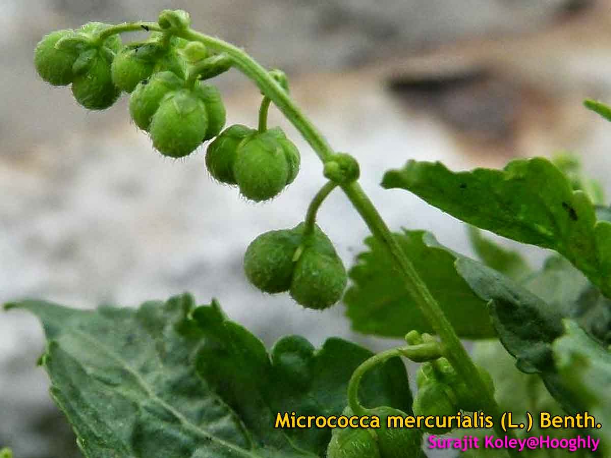 Medicinal Plants: Micrococca mercuriali