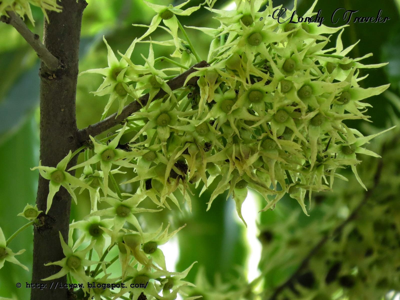 Debdaru ful (দেবদারু ফুল) - Polyalthia longifolia
