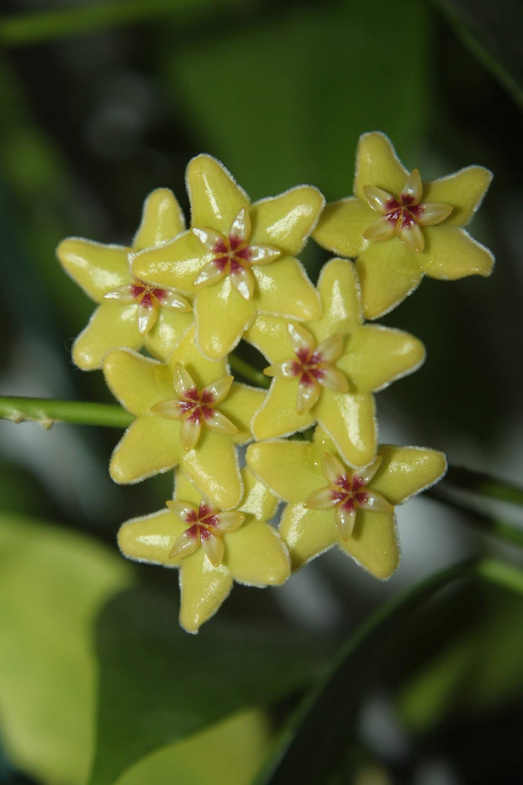 Hoyapassion: Hoya diptera Fiji i obiecanki Hoi kipandiensis
