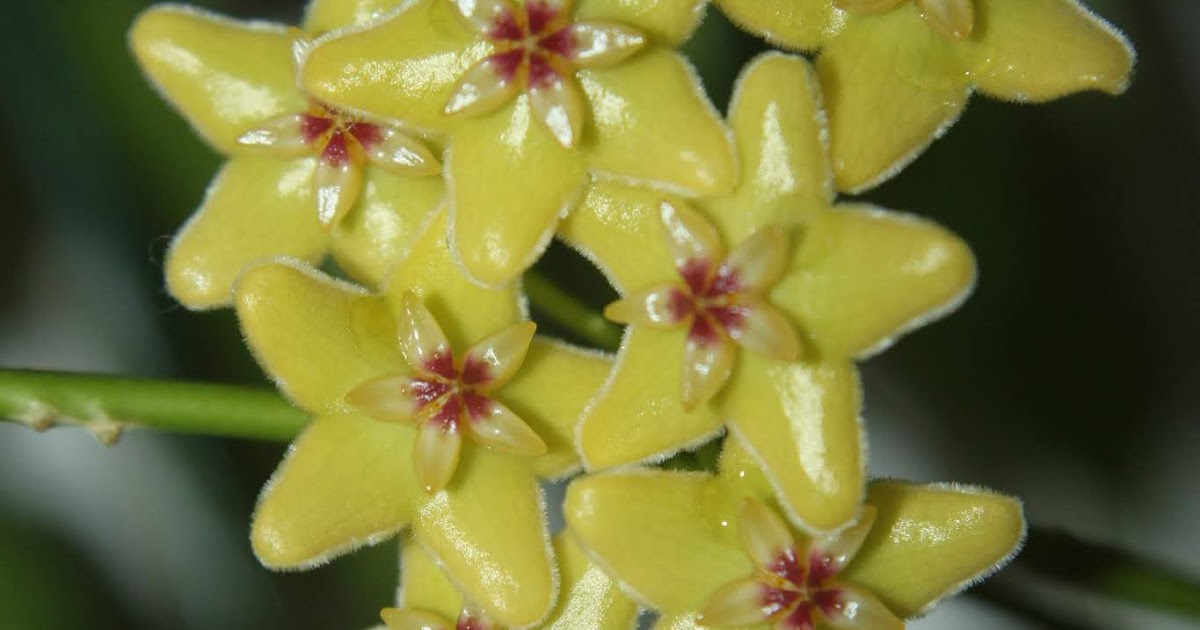 Hoyapassion: Hoya diptera Fiji i obiecanki Hoi kipandiensis